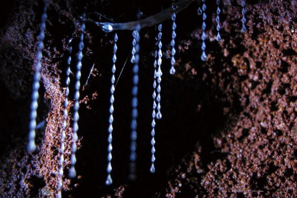 Natural Bridge Glow Worm Night Tour from Gold Coast