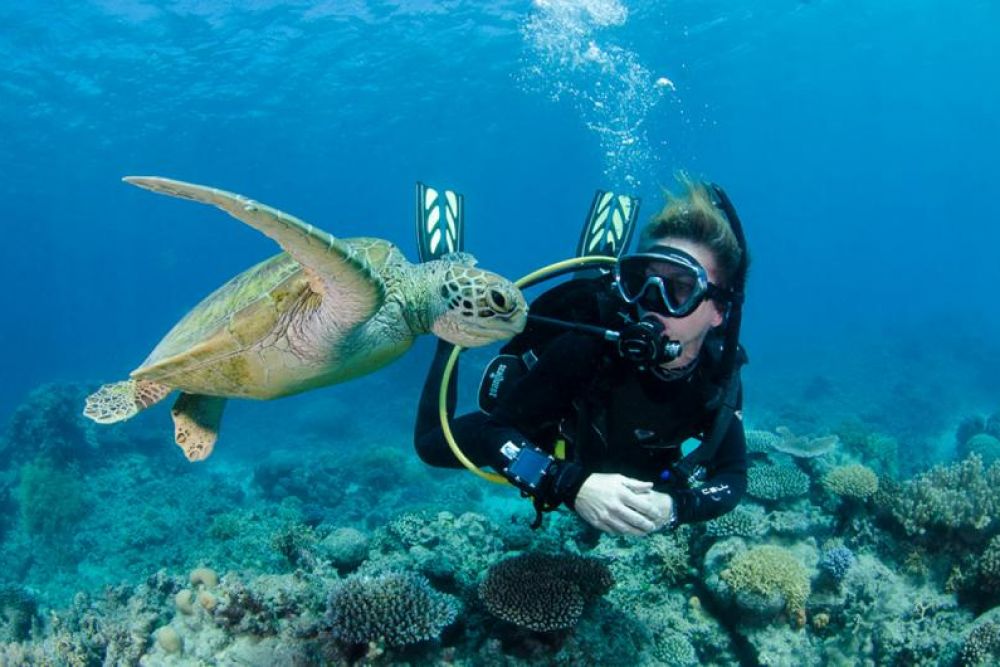 Silverswift Outer Barrier Reef Snorkel and Dive Cruise